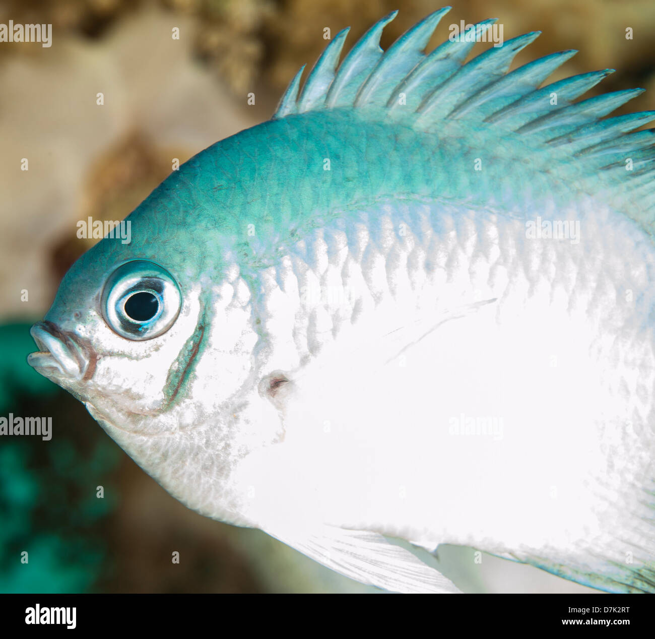 Underwater nature hi-res stock photography and images - Alamy