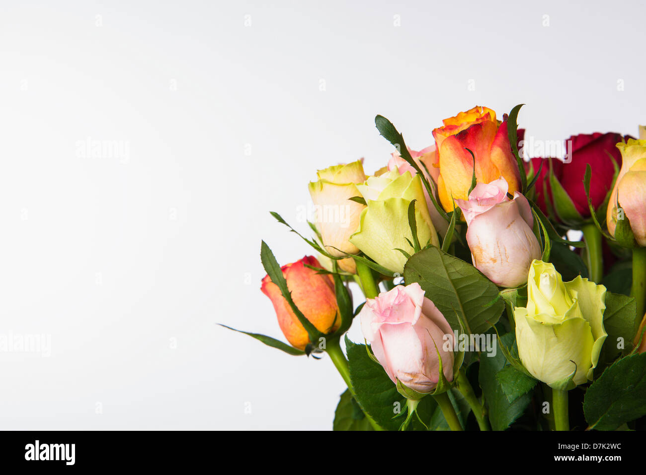 Coloured roses hi-res stock photography and images - Alamy
