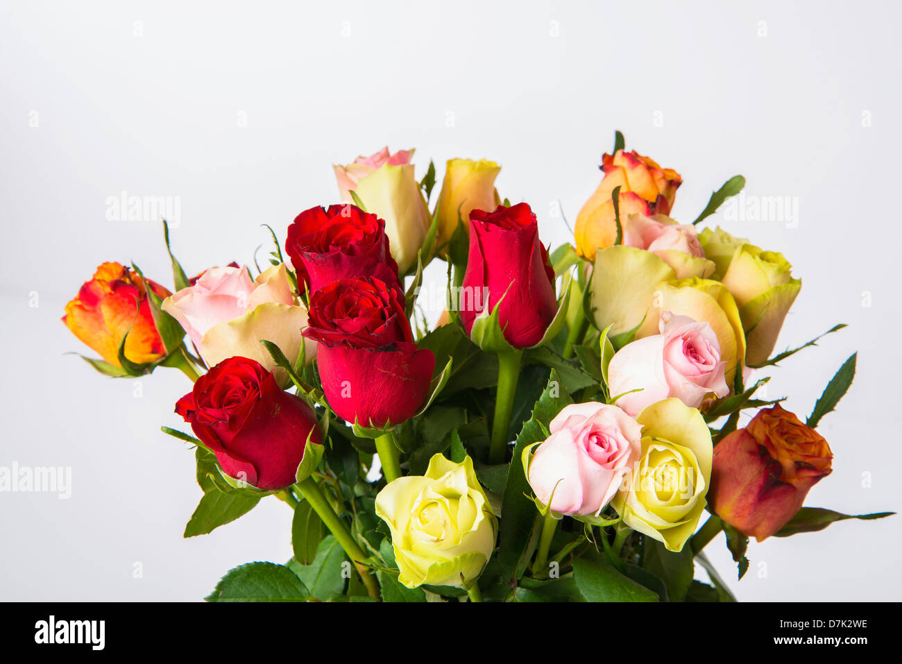 Multi color roses hi-res stock photography and images - Alamy