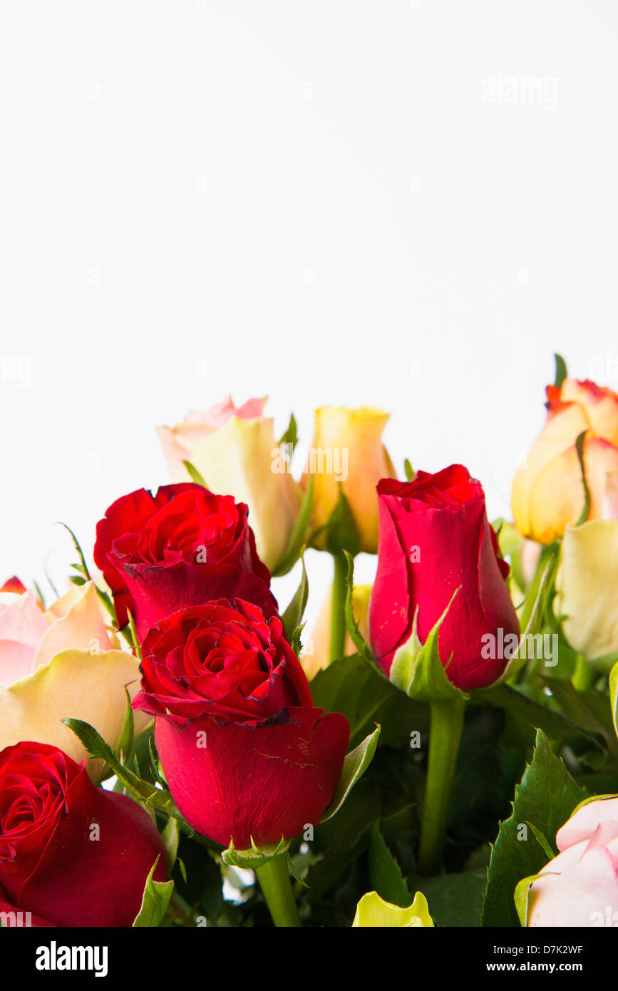 Bunch of multi coloured roses, close up Stock Photo - Alamy