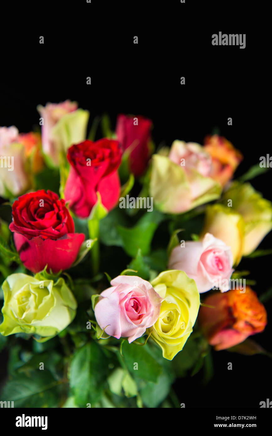 Multi color roses hi-res stock photography and images - Alamy
