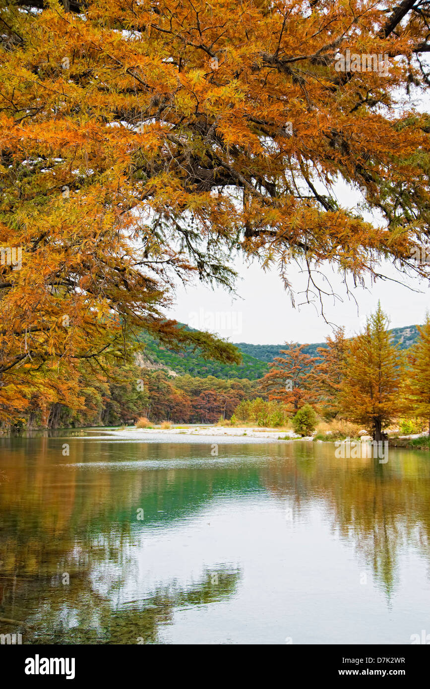 USA, Texas, Cypress tree with golden leaves in Frio River Stock Photo ...