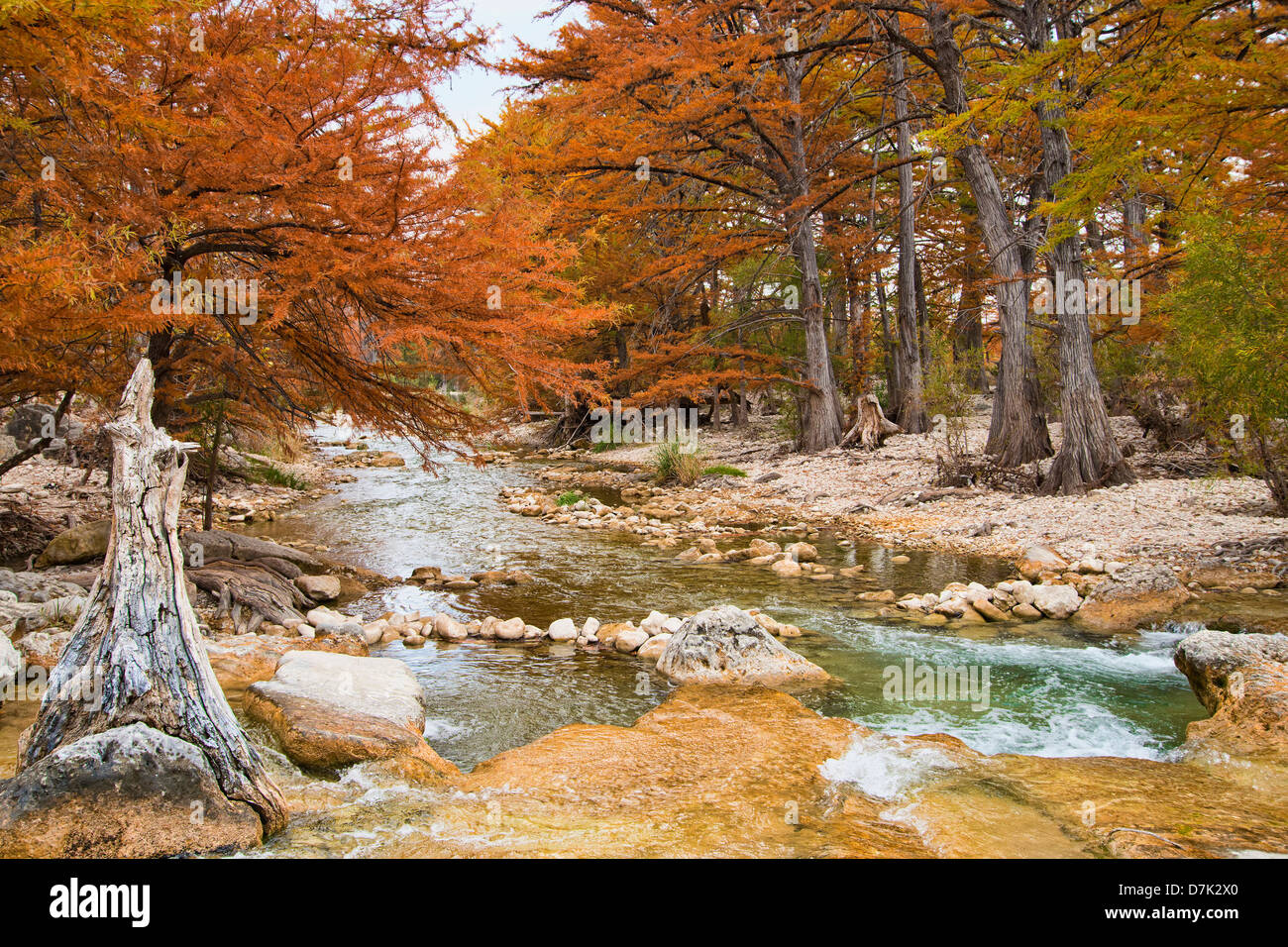 USA, Texas, Cypress tree with golden leaves in Frio River Stock Photo ...
