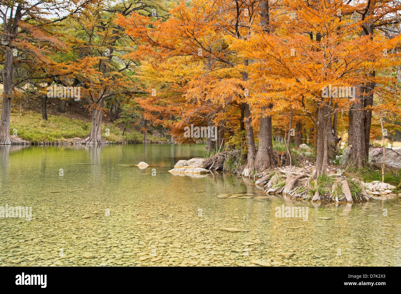 USA, Texas, Cypress tree with golden leaves in Frio River Stock Photo ...
