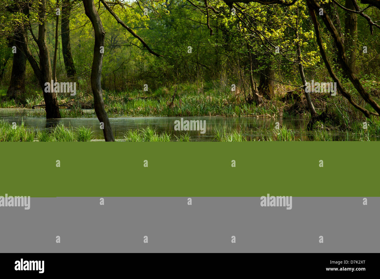 bog in forest on spring Stock Photo - Alamy