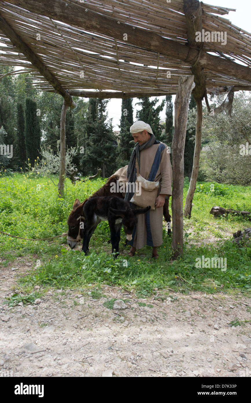 Donkey and foal at a reconstruction of a First Century Israeli village ...