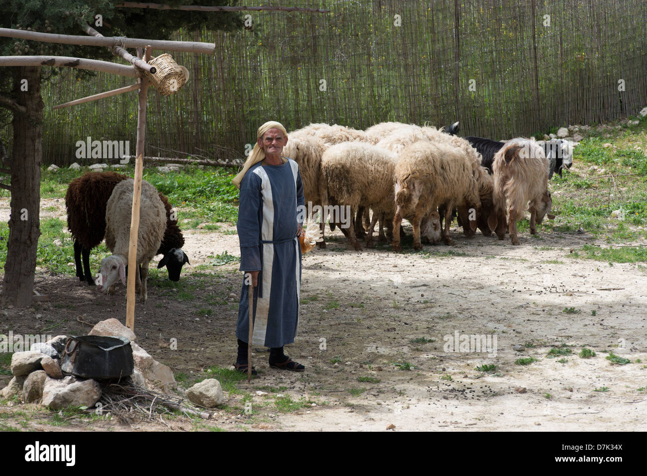 Shepherd with sheep and goats at a reconstruction of a First Century ...