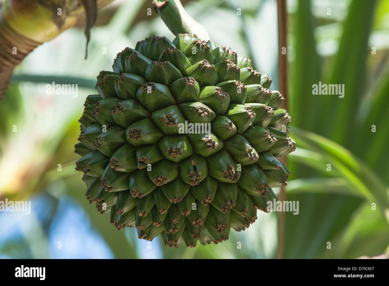 Common screwpine (Pandanus utilis), Pandanaceae family, Rio de Janeiro ...