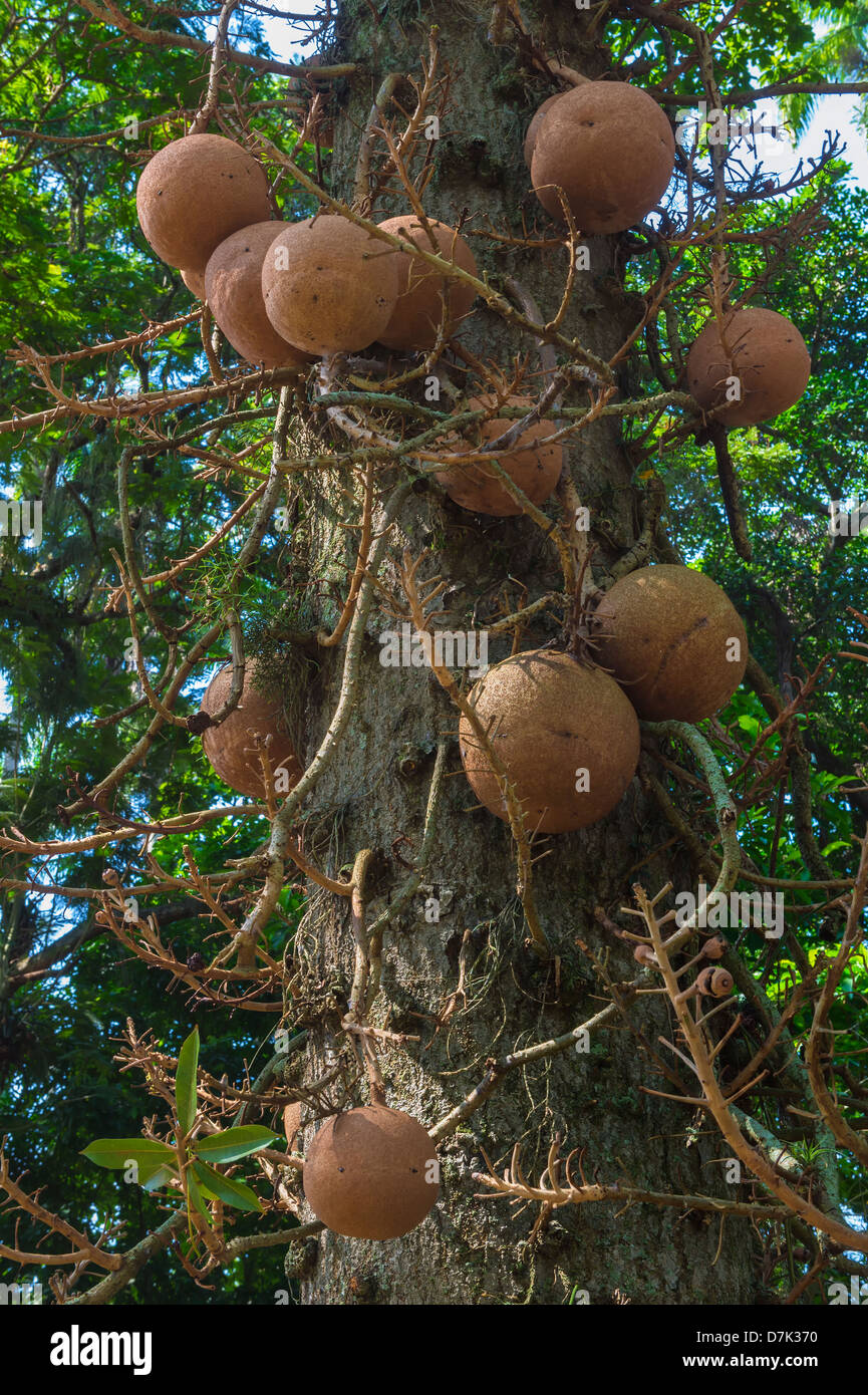 Couroupita guianensis, Lecythidaceae family, Rio de Janeiro Botanical ...