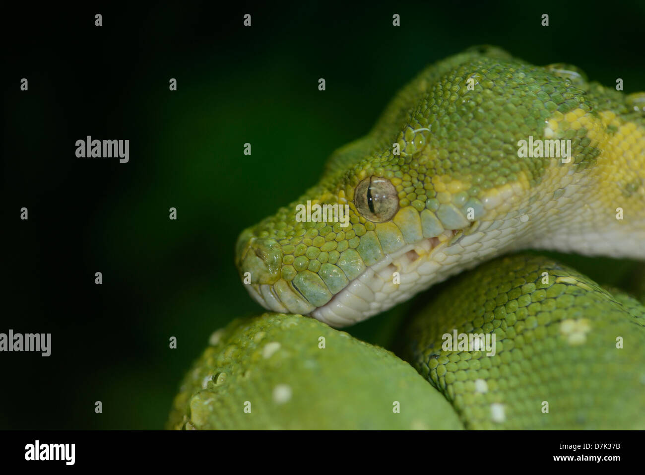 Green Tree Python Stock Photo - Alamy