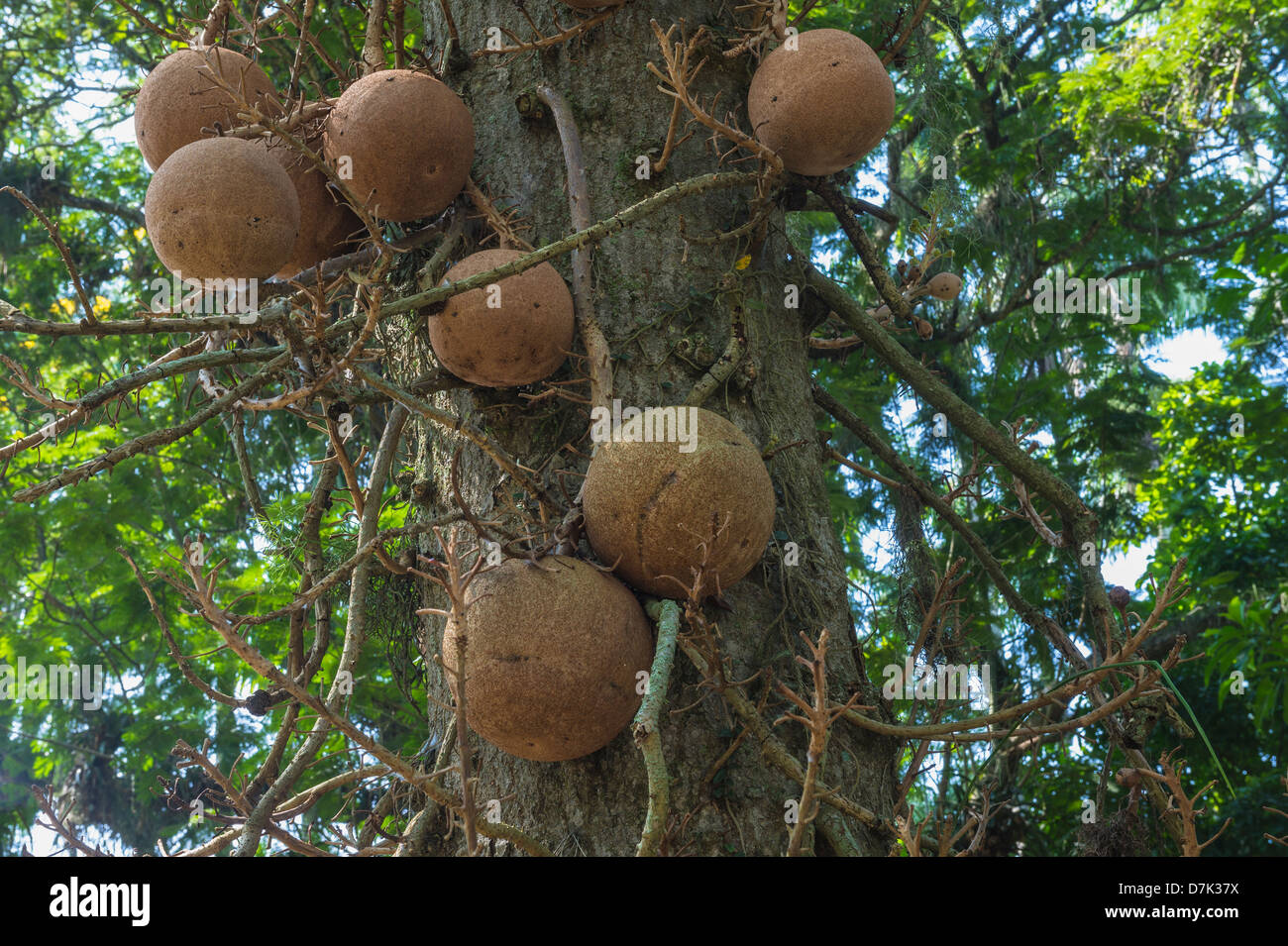 Couroupita guianensis, Lecythidaceae family, Rio de Janeiro Botanical ...