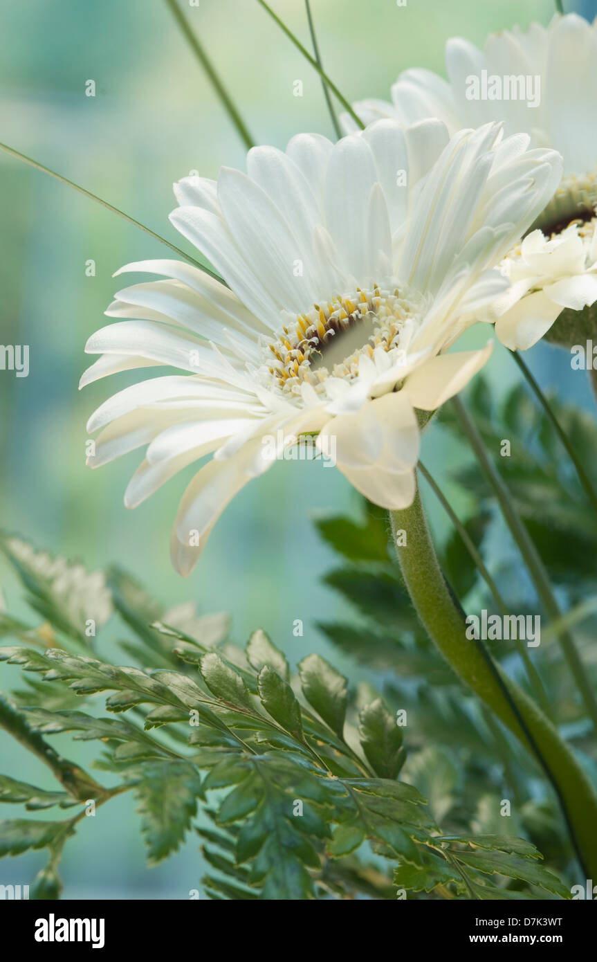 White Gerbera, close up Stock Photo - Alamy