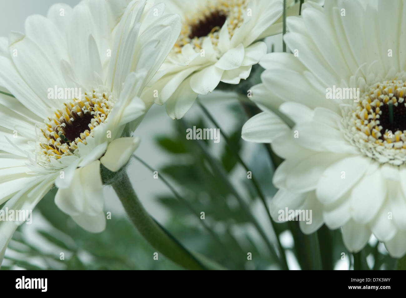 White Gerbera, close up Stock Photo - Alamy