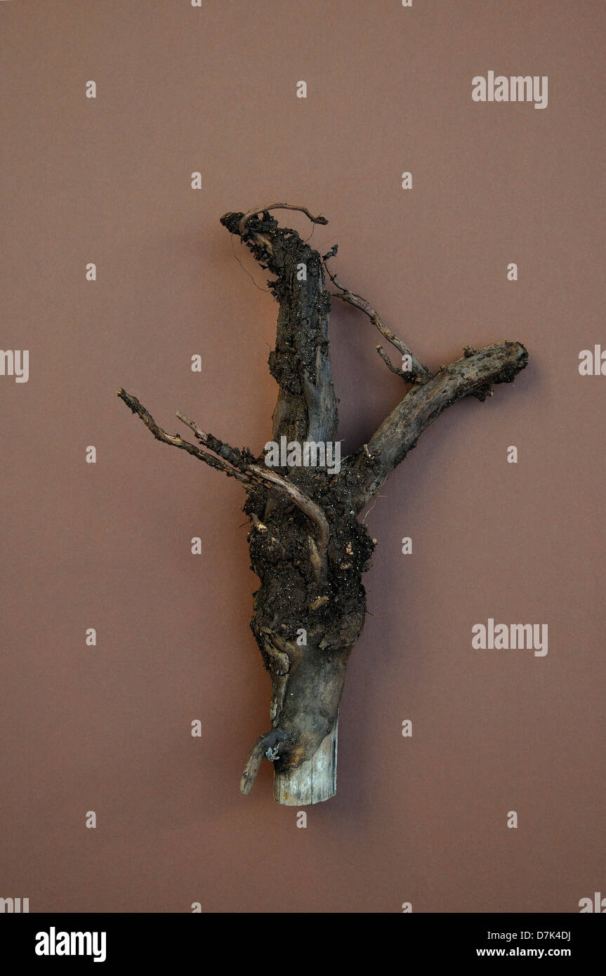Withered root on brown background, close up Stock Photo - Alamy