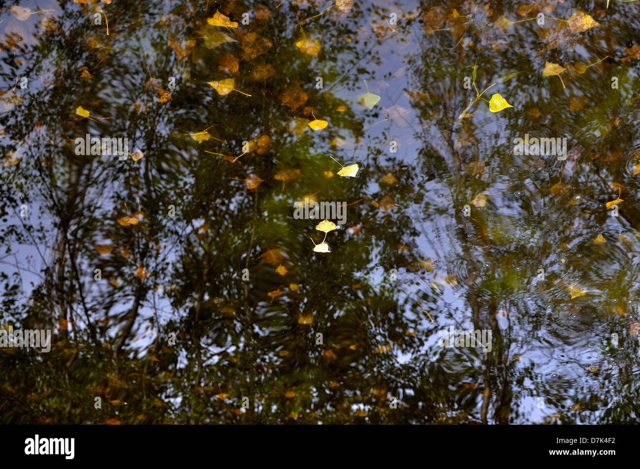 Germany, Bavaria, Leaves and reflection of trees on water surface Stock Photo - Alamy