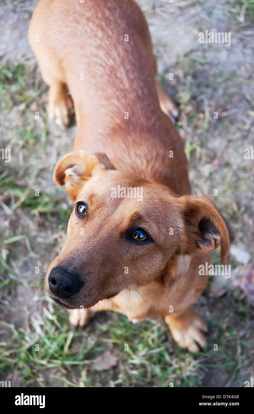 Little dachshund dog looking up with pleading eyes Stock Photo - Alamy