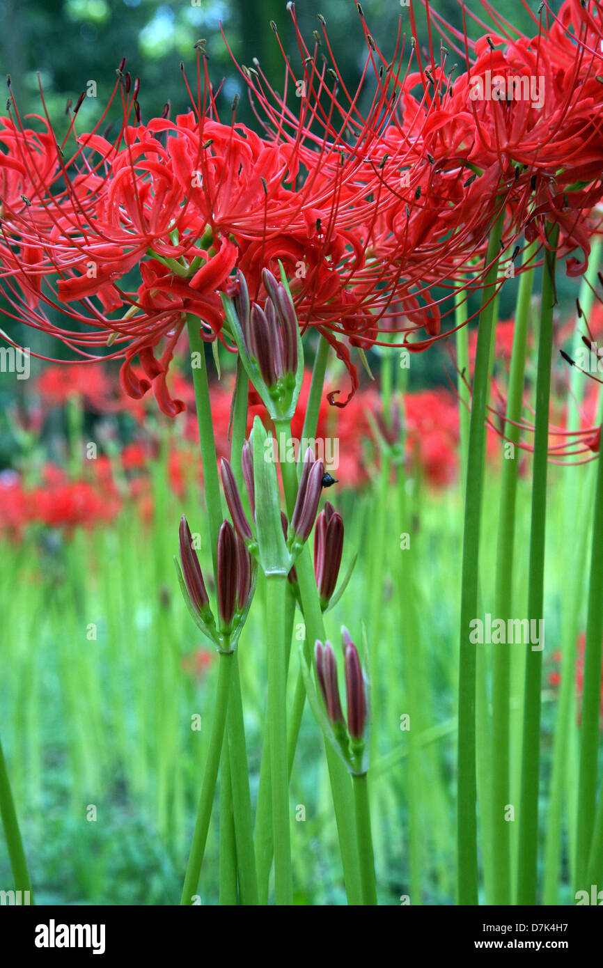 Lycoris radiata in Kinchakuda, Hidaka,Saitama Japan Stock Photo - Alamy