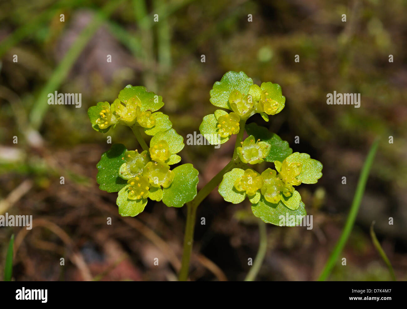 Opposite-leaved Golden-saxifrage - Chrysosplenium oppositifolium Stock ...