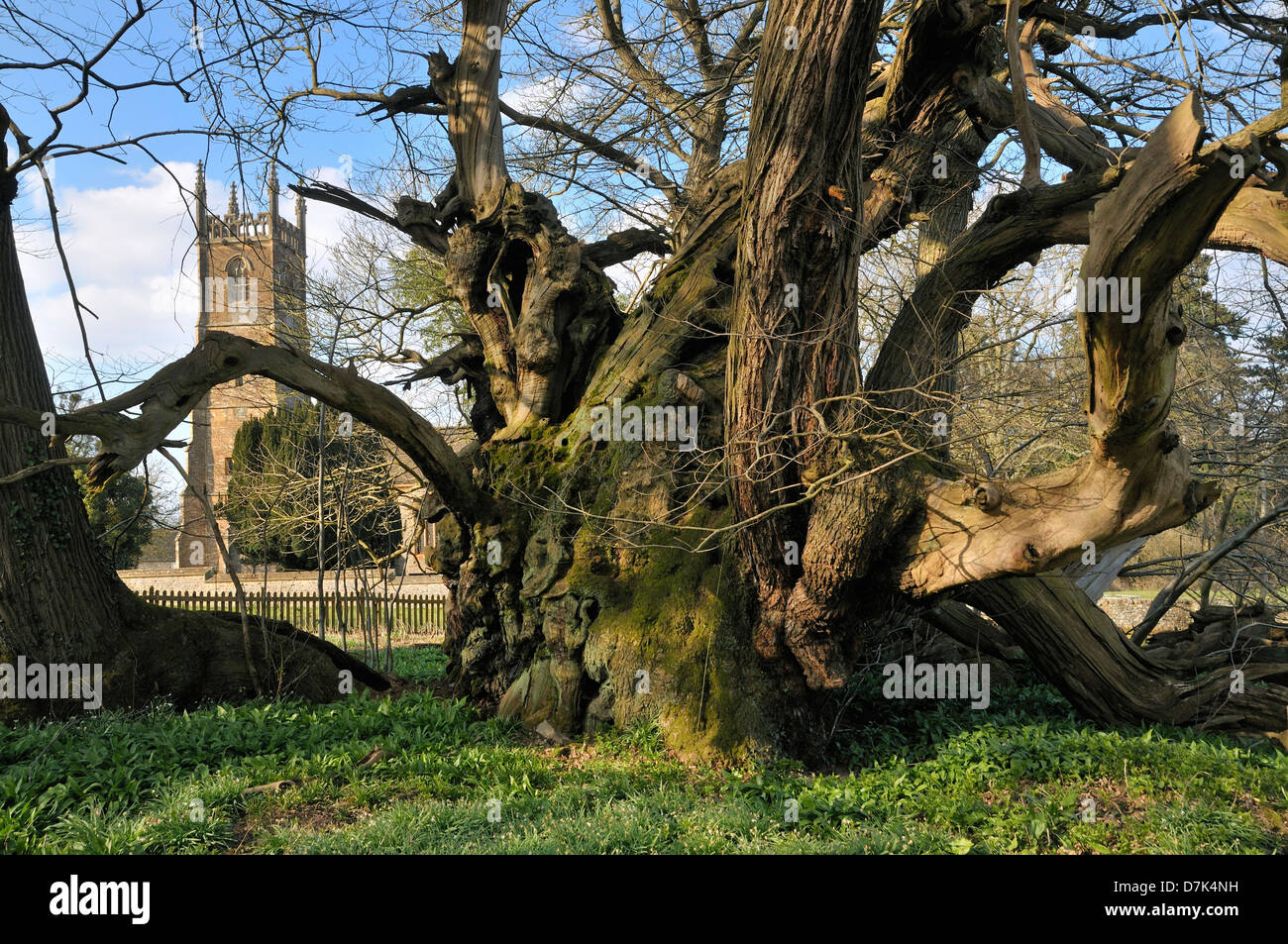 Tortworth Chestnut Tree and St. Leonard's Church Stock Photo - Alamy