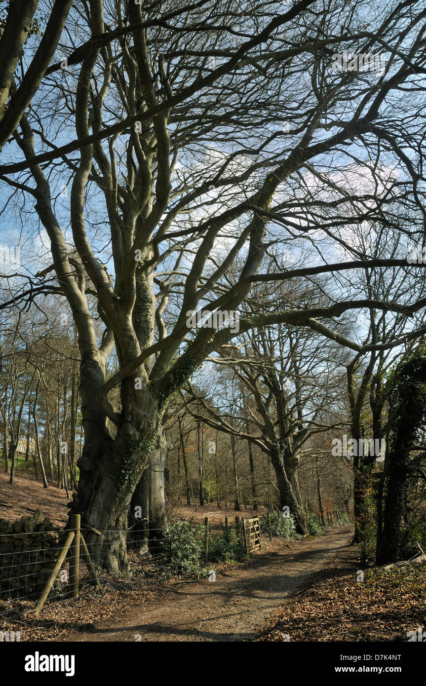 Pollarded Beech Trees High Resolution Stock Photography and Images - Alamy