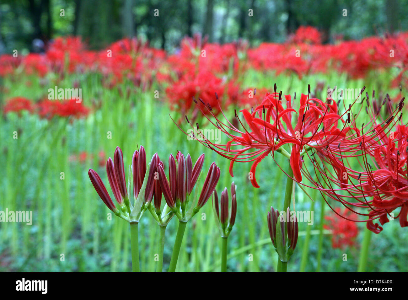Red Spider Lily (Lycoris Radiata): Mesmerizing Enigma In, 40% OFF