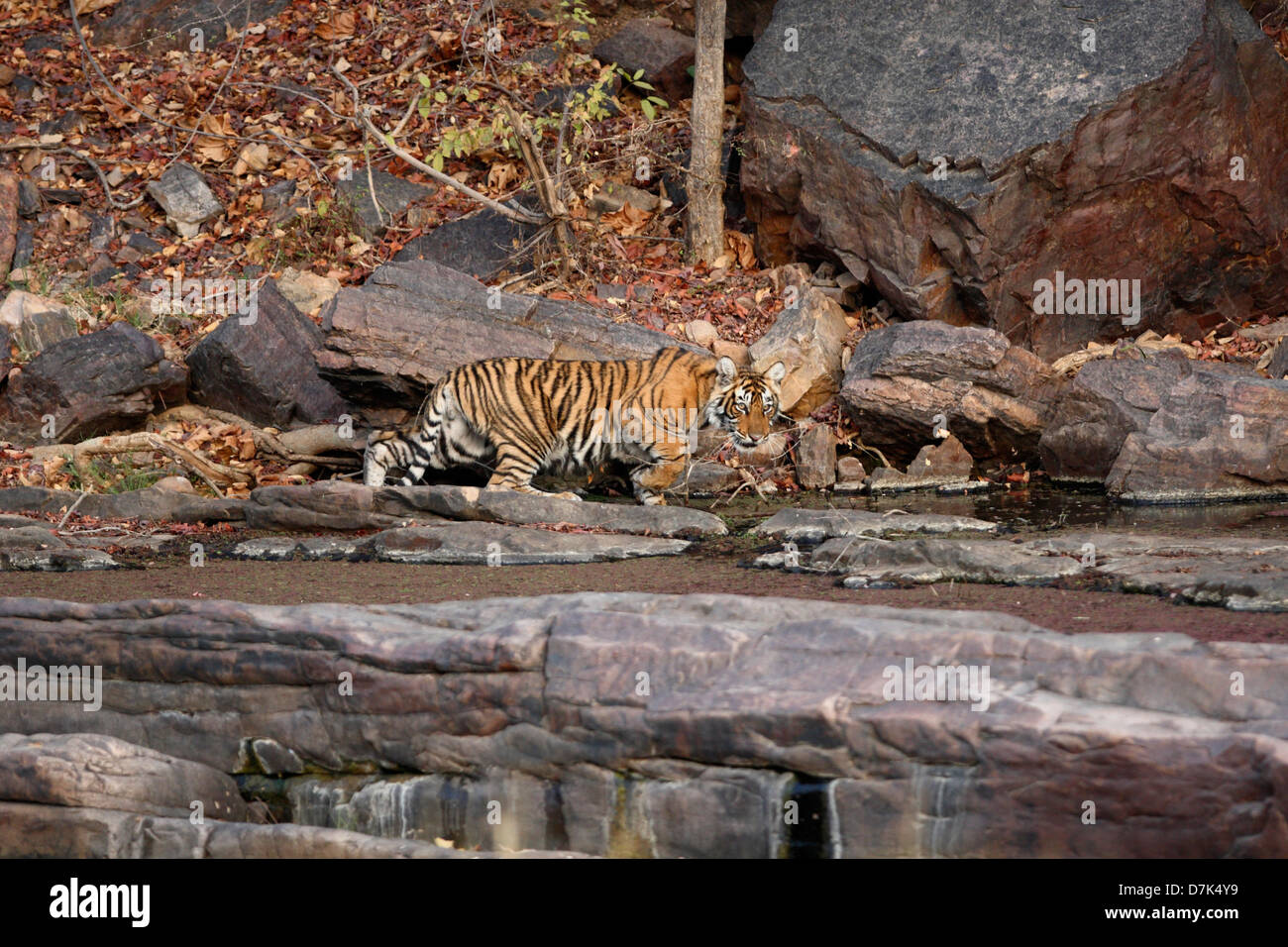 A day with a tiger family in Berda area of Ranthambhore Stock Photo - Alamy