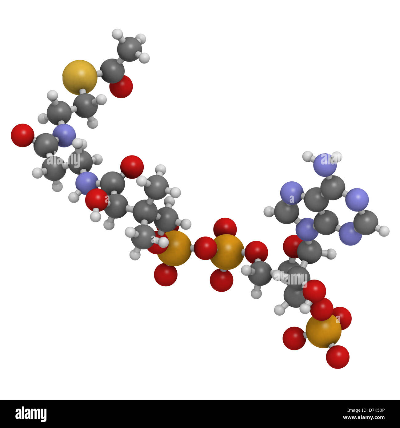Acetyl Coa Structure