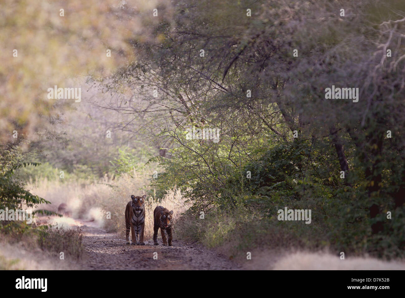 A day with a tiger family in Berda area of Ranthambhore Stock Photo - Alamy