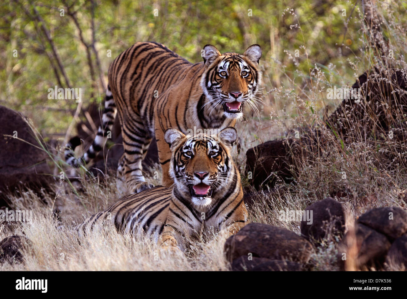A day with a tiger family in Berda area of Ranthambhore Stock Photo - Alamy