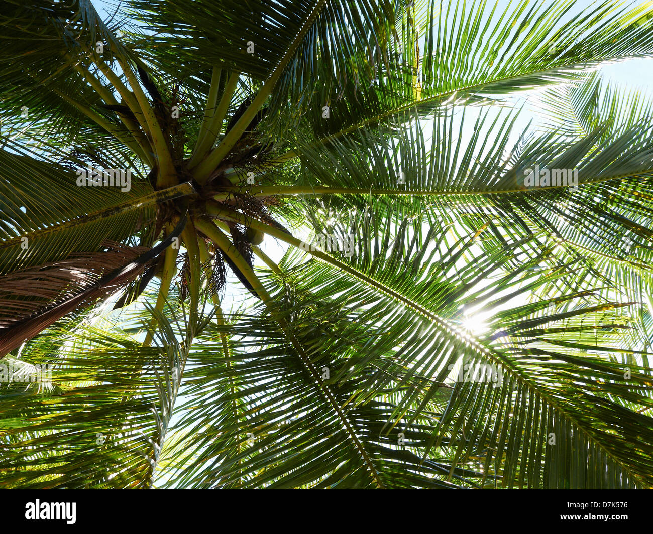 Central America, Costa Rica, Palm tree Stock Photo - Alamy