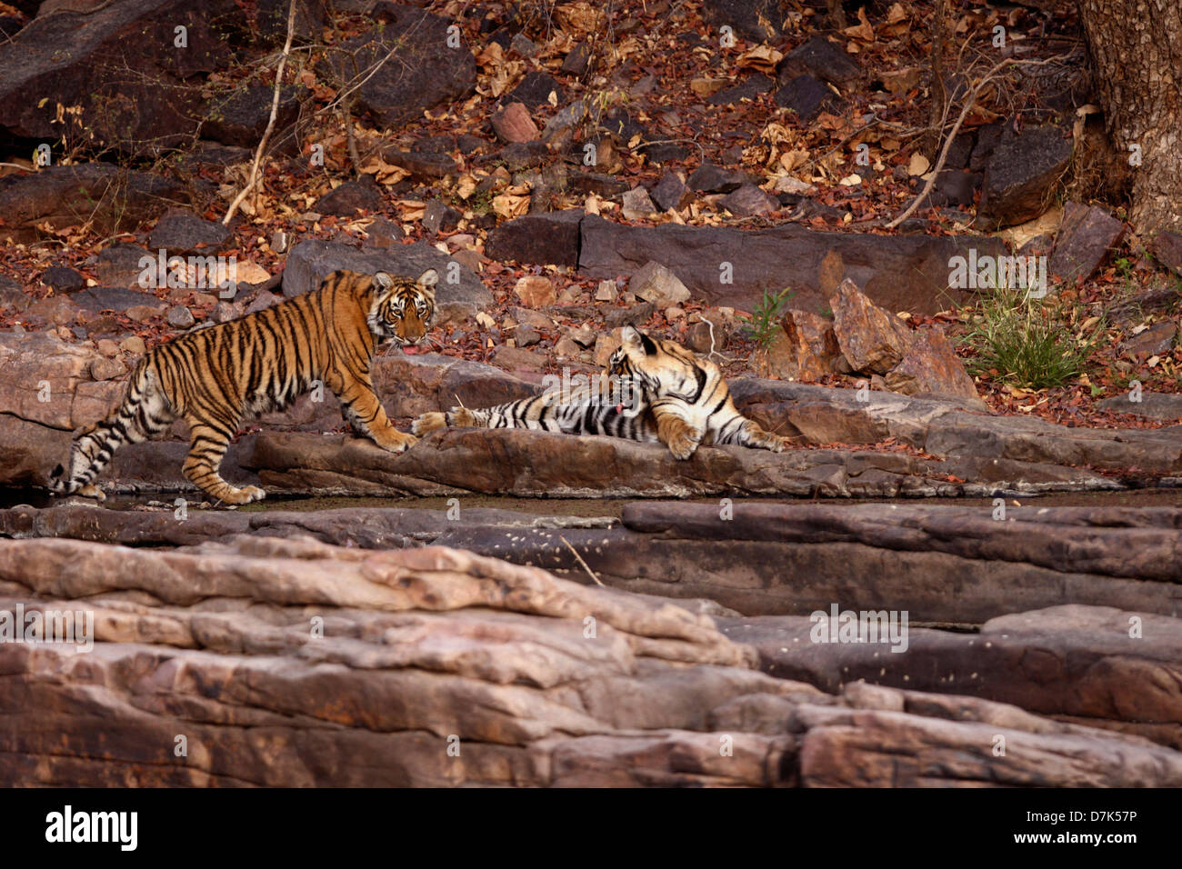 A day with a tiger family in Berda area of Ranthambhore Stock Photo - Alamy