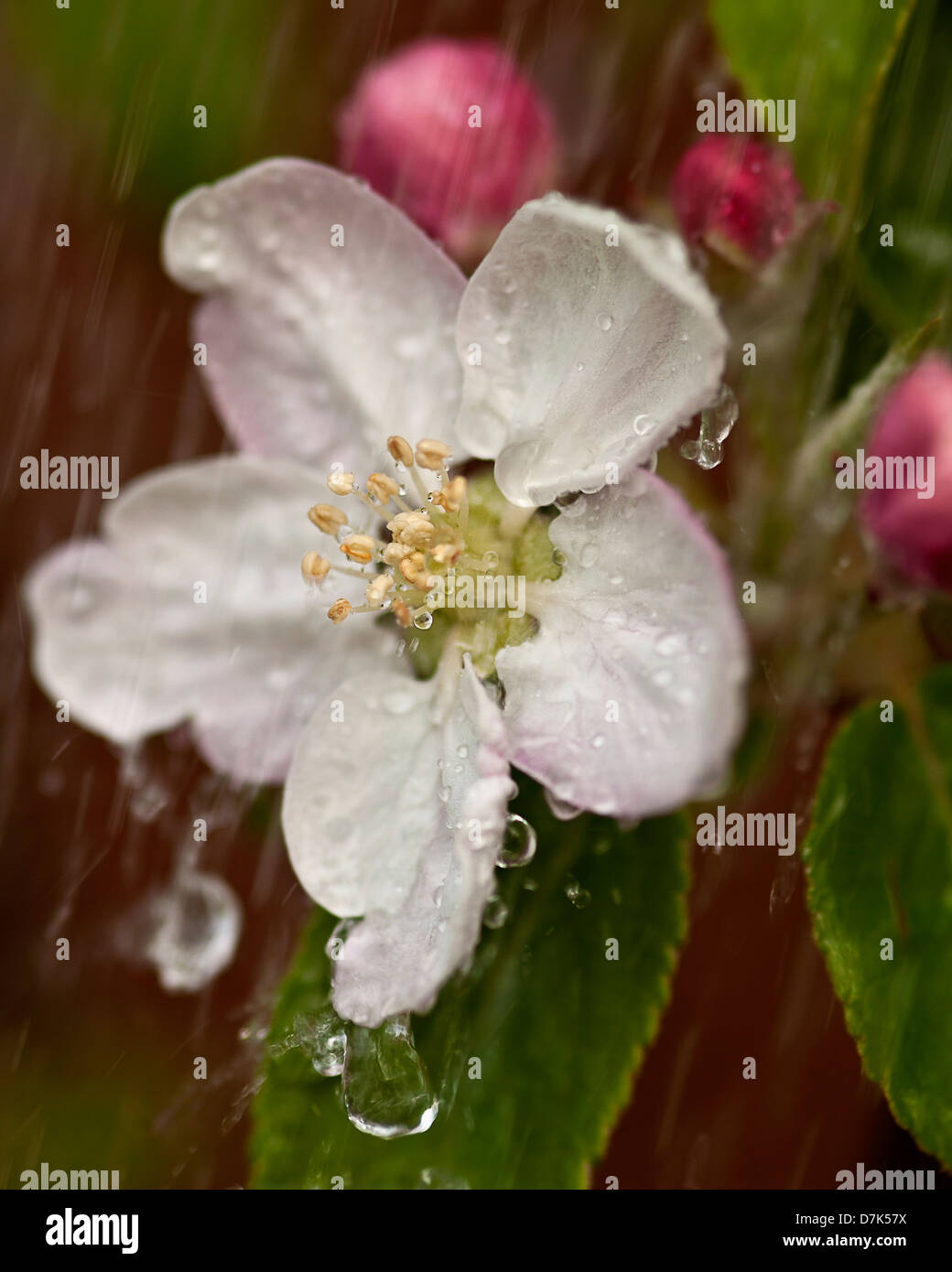 Colour Macro image of Apple blossom on an apple tree, with rain water ...