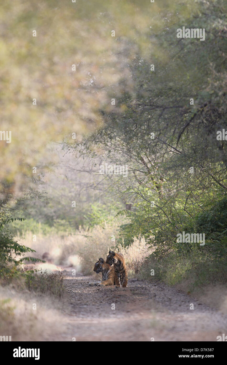A day with a tiger family in Berda area of Ranthambhore Stock Photo - Alamy