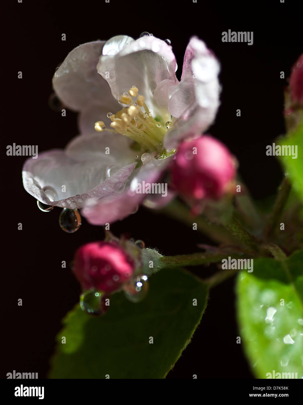 Colour Macro image of Apple blossom on an apple tree, with rain water ...
