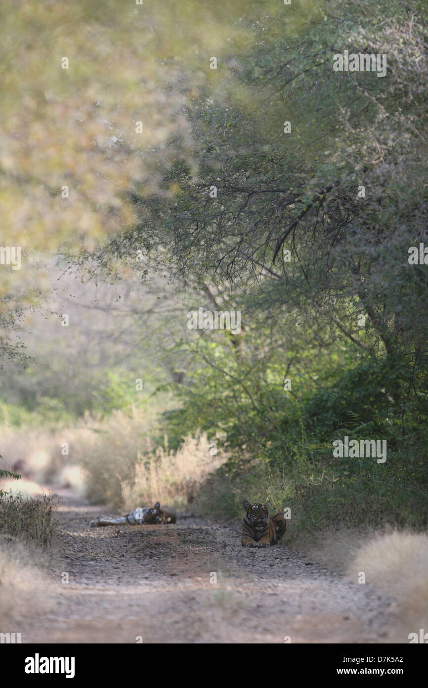 A day with a tiger family in Berda area of Ranthambhore Stock Photo - Alamy