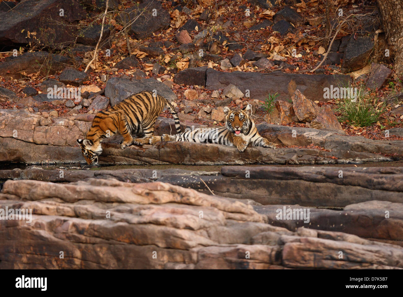 A day with a tiger family in Berda area of Ranthambhore Stock Photo - Alamy