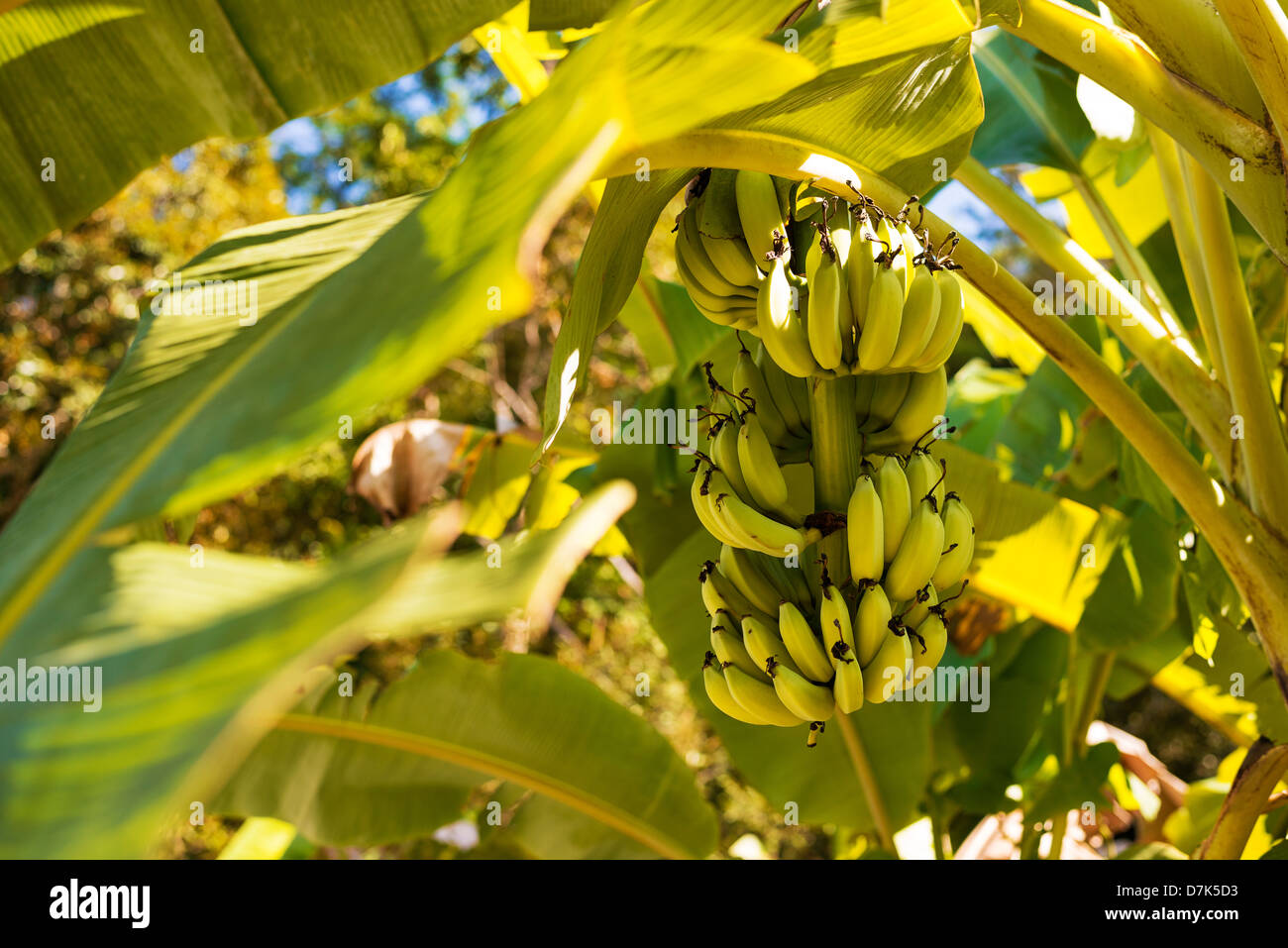 Ripe Banana Tree