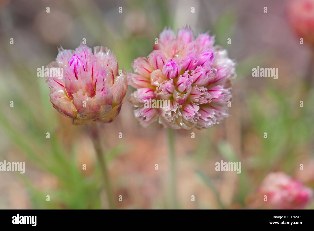 Thrift flower hi-res stock photography and images - Alamy