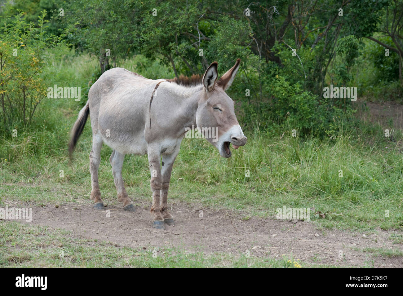 France, Provence, Female donkey shouting on meadow Stock Photo - Alamy
