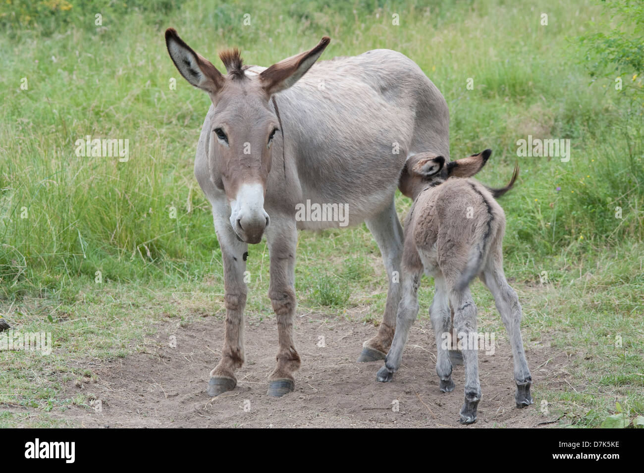 France, Provence, Female donkey feeding milk to new born foal on meadow ...