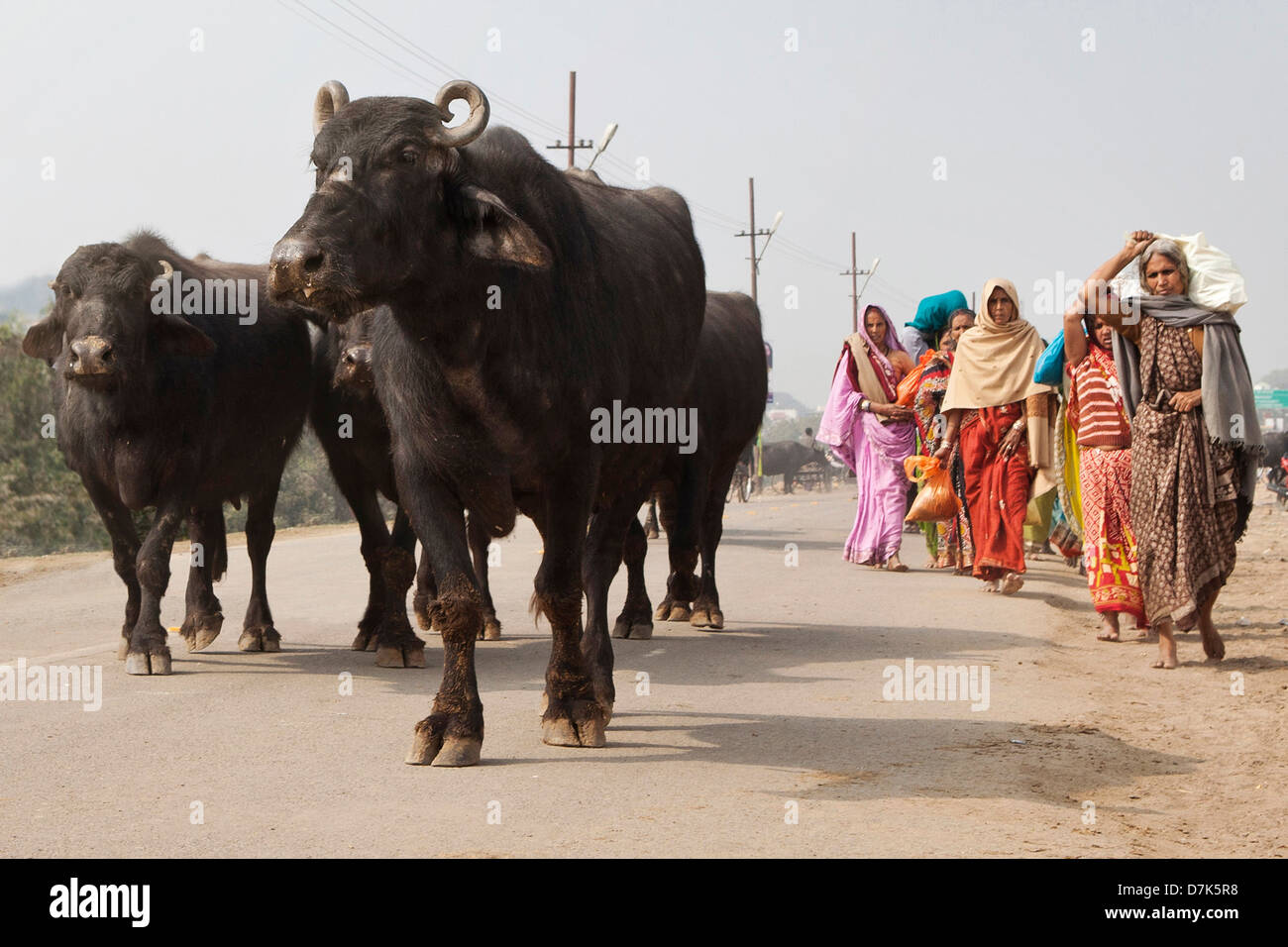 Indian women and cows hi-res stock photography and images - Alamy
