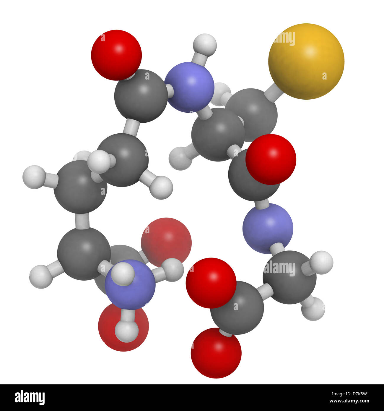 Glutathione antioxidant, molecular model. Atoms are represented as ...