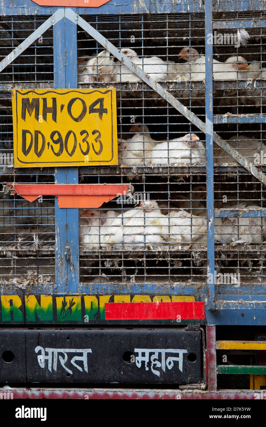 Buying and selling live chickens in Mumbai, India Stock Photo - Alamy