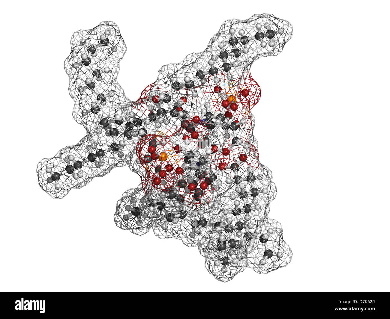 Lipid bacterial endotoxin molecular model Cut Out Stock Images ...