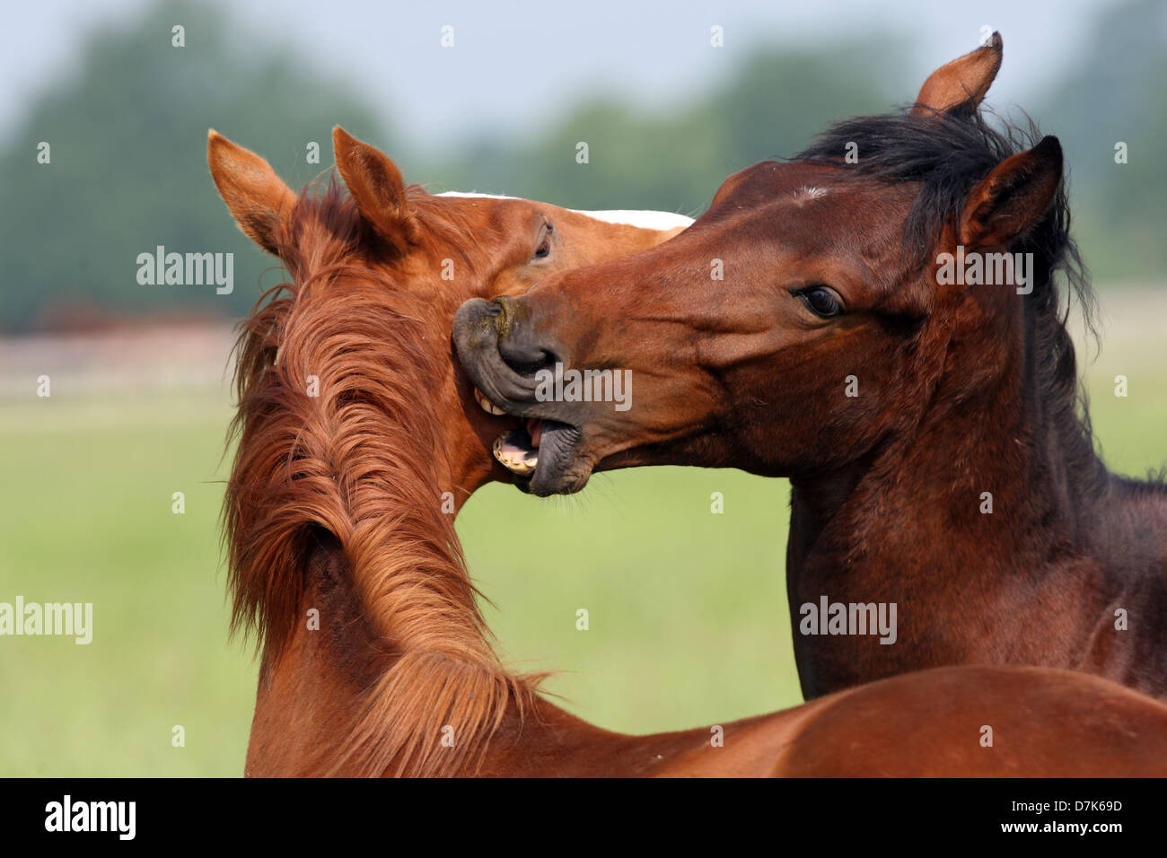 Animal hierarchy hi-res stock photography and images - Alamy