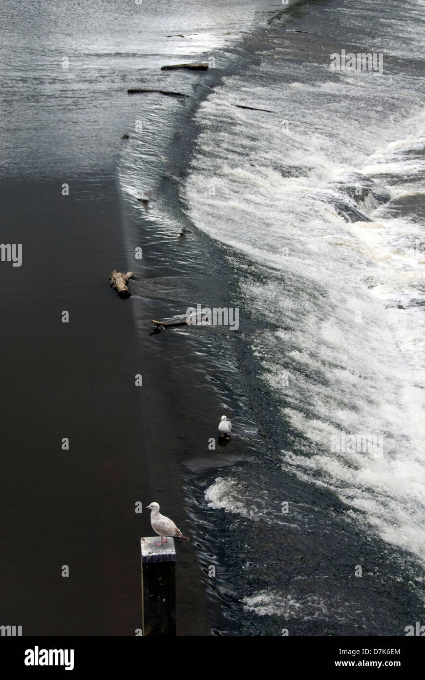 CHESHIRE; CHESTER. THE SALMON WEIR ON THE RIVER DEE Stock Photo - Alamy