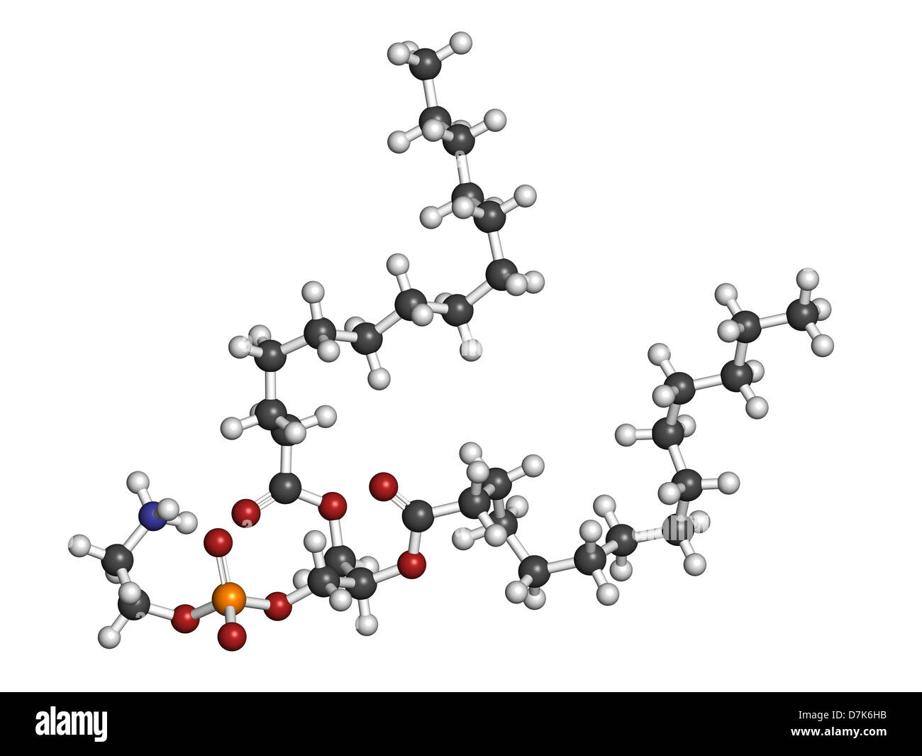 Phosphatidylethanolamine (PE) cell membrane building block, molecular ...