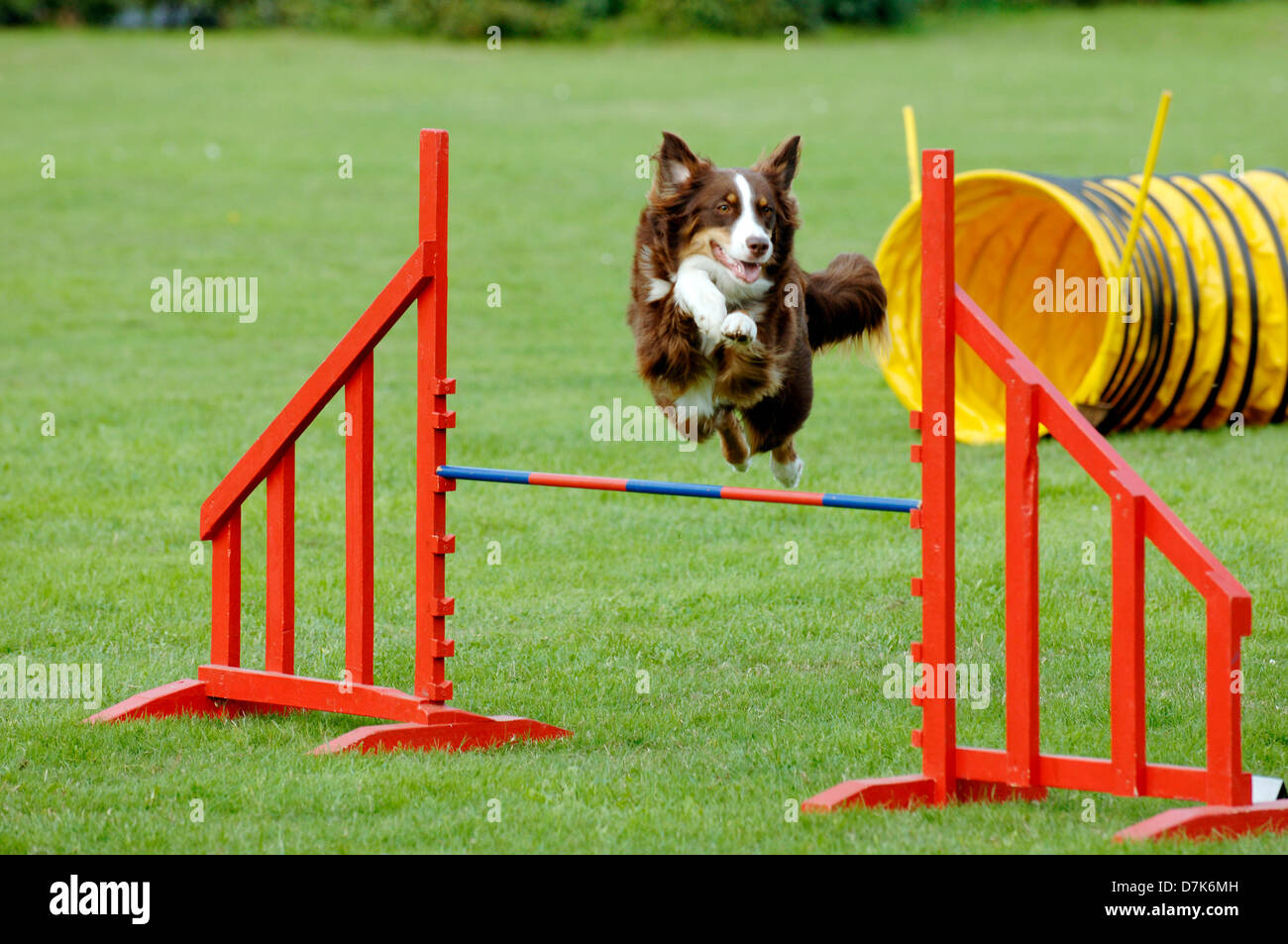Australian shepherd agility hi-res stock photography and images - Alamy