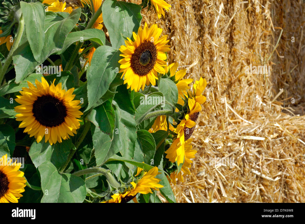 Floral decoration with sunflowers and straw Stock Photo - Alamy