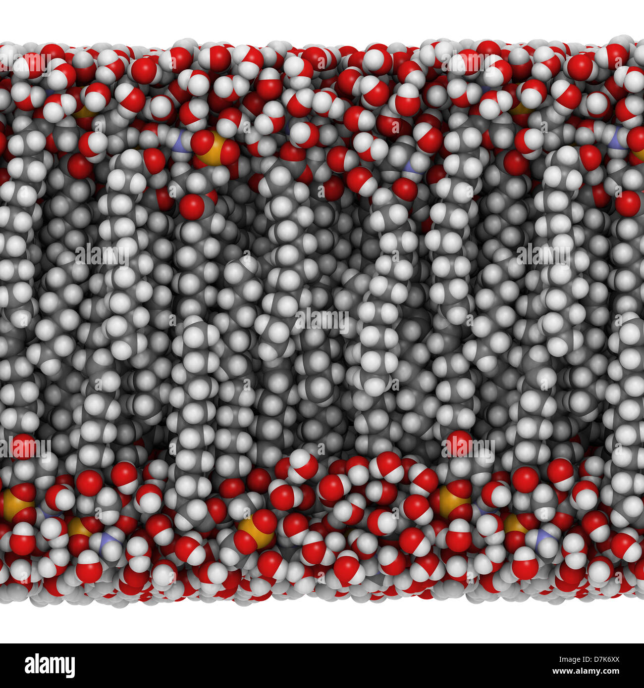 Palmitoyloleoylphosphatidylethanolamine (POPE) lipid bilayer membrane ...